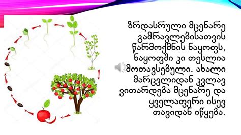 მცენარის სასიცოცხლო ციკლი Youtube