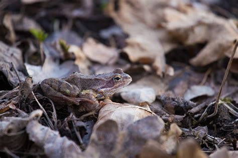Seekor Katak Coklat Yang Indah Duduk Di Tanah Penuh Dengan Daun Dan
