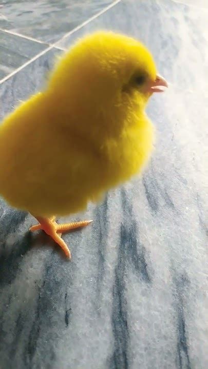 💛💛cute Youtube