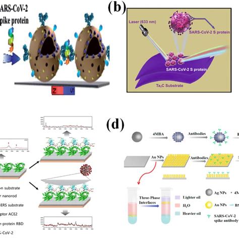 Scheme Of The Sars Cov 2 Structure Sars Cov 2 Is An Enveloped Download Scientific Diagram