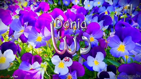معنى اسم دنيا وصفات حاملة هذا الاسم Donya معاني الأسماء ومعاني الكلمات