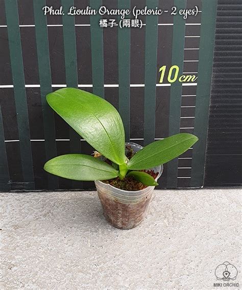 Phal. Lioulin Orange (peloric - 2 eyes) (Орхідея, Підлітки фаленопсисів ...
