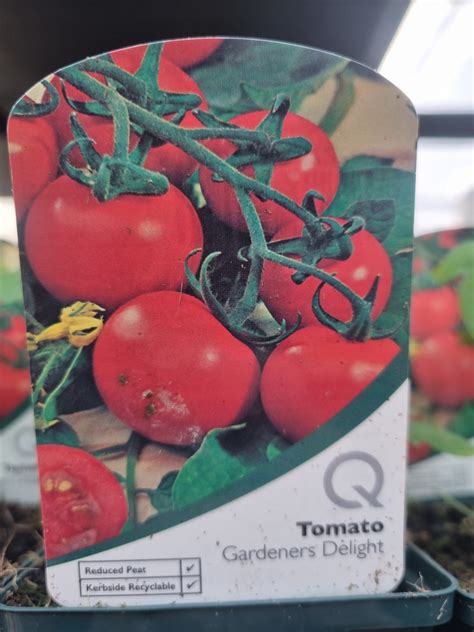 Tomato Gardeners Delight 9 Cm Holland House Garden Centre Preston