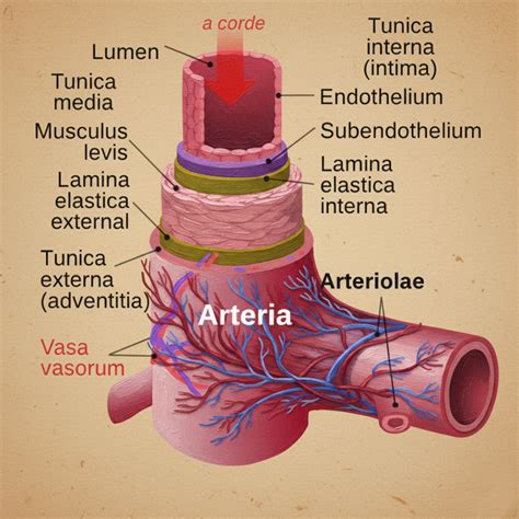 Vasa Vasorum Tıpacı