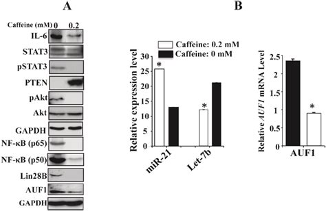 Caffeine Persistently Blocks The Il 6stat3nf κb Feedback Loop