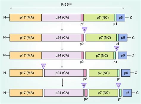 Sequential Gag Precursor Pr55 Gag Processing P17 Ma Subunit Is