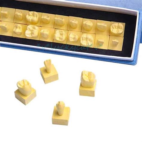 1set Permanent Dental Teeth Model With Base 1 1 Si Grandado