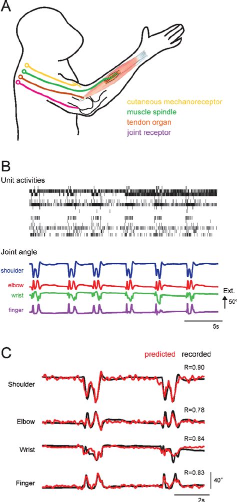 Figure 1 From Proprioceptive Information Coded By Populational Sensory