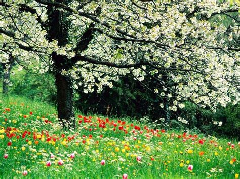 Scenery Spring Pictures Photos De La Nature En Printemps