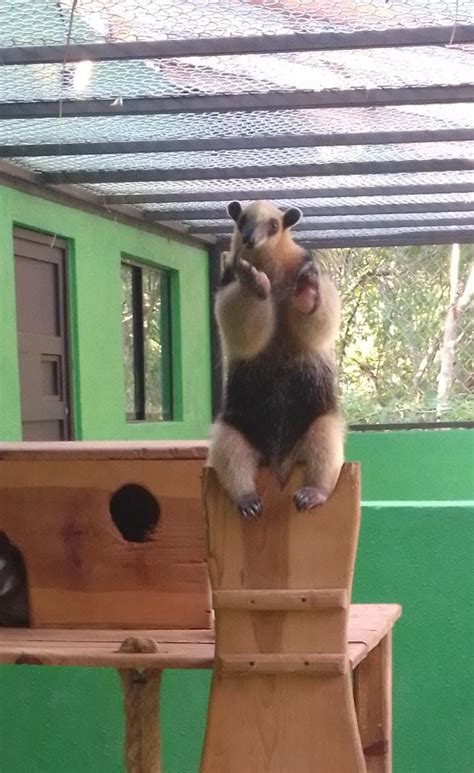 Inauguran Primer Centro De Rescate De Osos Hormigueros En México