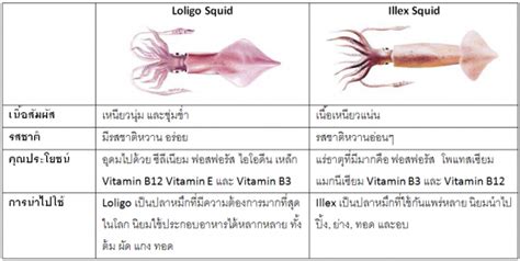 เรื่องของ “ปลาหมึก” ที่คุณอาจยังไม่รู้ Platoo