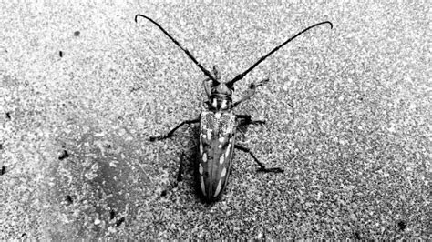 Premium Photo Close Up Of Bug On Pavement