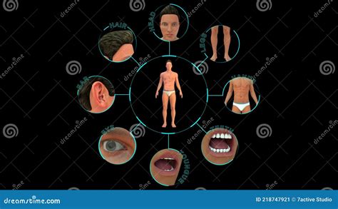 List Of External Organs Of The Body Stock Illustration Illustration