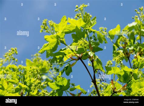 Spring Field Maple Leaves Acer Campestre Foliage Branch Maple