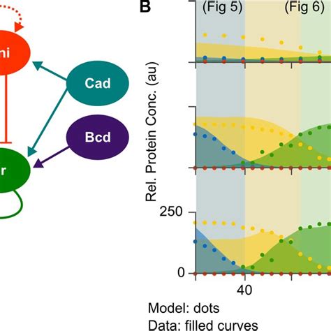 Effect Of The Time Dependence Of Maternal Gradients On Gap Gene Pattern Download Scientific