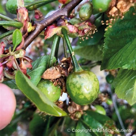 Primeros auxilios con el daño de las heladas BMS Micro Nutrients