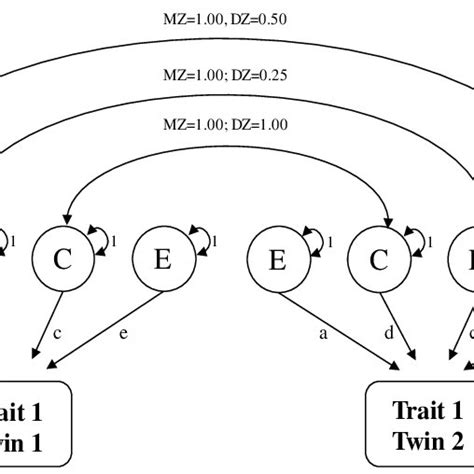 Univariate Classical Twin Design Model A Additive Genetic Effects D
