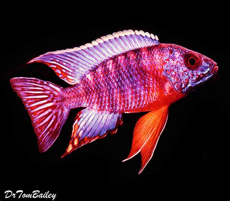 Premium Lake Malawi Red Peacock Cichlid