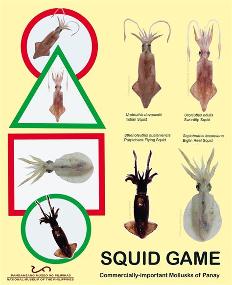 Squid Game Species Of Squids In Panay Philippines