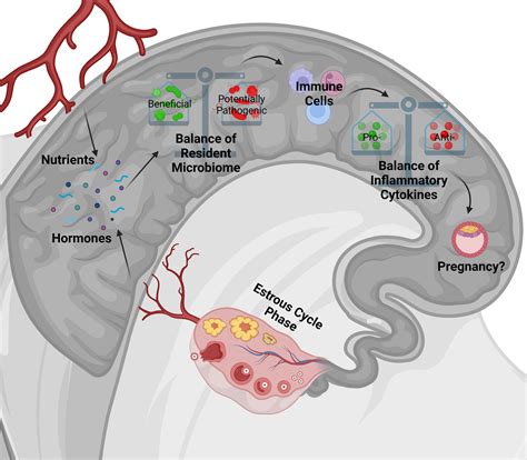 Female Cow Reproductive System