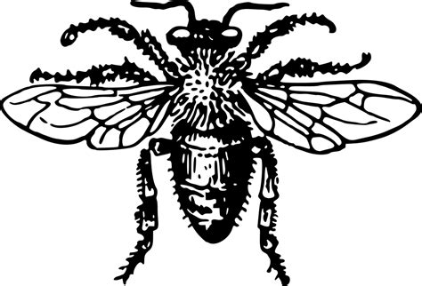 Free Black And White Honey Bee Download Free Black And White Honey Bee