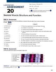 Study Resource on Skeletal Muscle Structure and Function | Course Hero