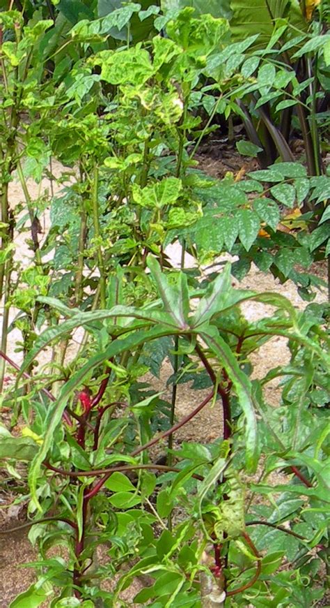 Fact Sheet Bele Abelmoschus Leafhoppers 039