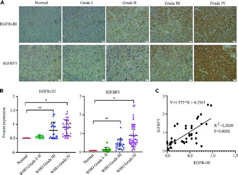 Egfrviii And Igfbp3 Expression Levels In Glioma Tissues A