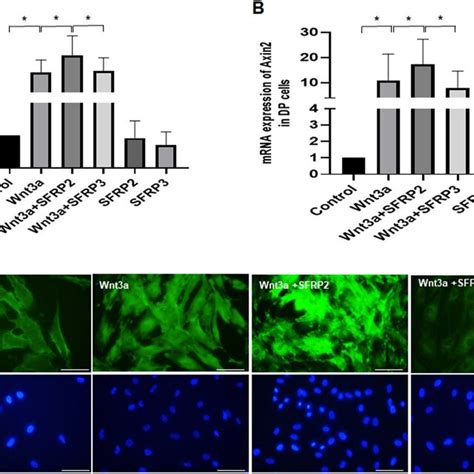 The Effect Of Sfrp2 And Sfrp3 On The Wnt β Catenin Signaling In Dp