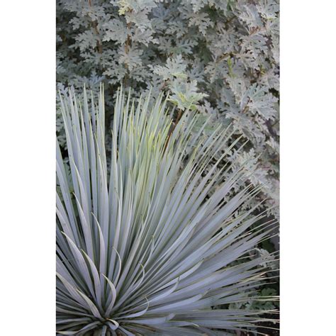 Yucca Rostrata Sapphire Skies Create Your Dream Garden With Premium