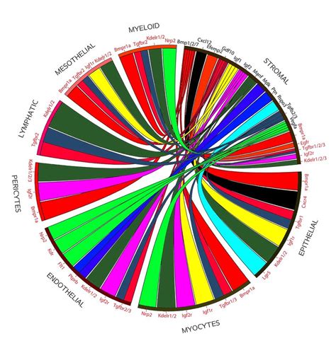 Potential Ligand Receptor Interactions In The Developing Uterus Circos