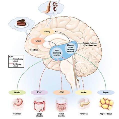Correctly Label The Principal Pathways Of The Gut Brain Peptides In