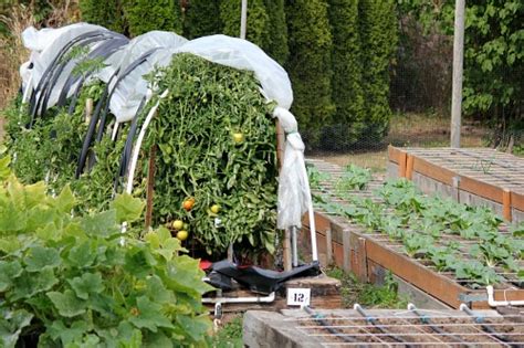 The Benefits Of Using Row Covers
