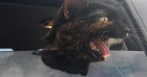 Catula Lou Album On Imgur