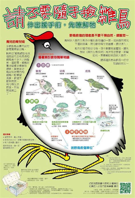 台灣藍鵲繁殖季 人鳥共處有撇步 台灣動物新聞網