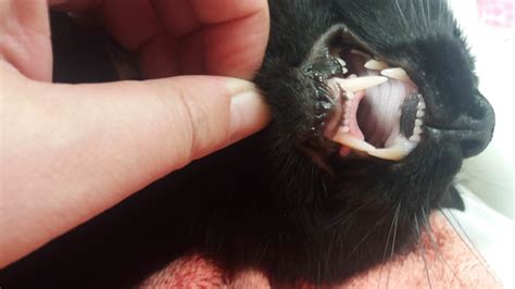 Sedated Teefies Imgur