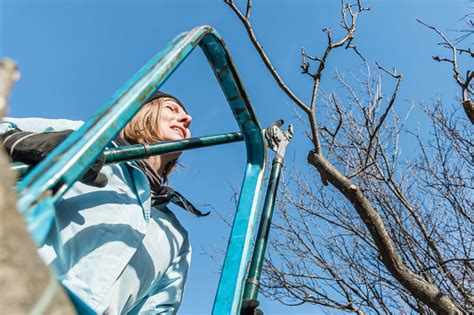 사다리 가지 치기 사과 나무 가지에 서 겨울 과수원에 여자 가위에 대한 스톡 사진 및 기타 이미지 가위 가지치기 가지치기