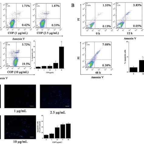 Cop Induced Differential Cell Death In Hct 116 Cells And Fhc A