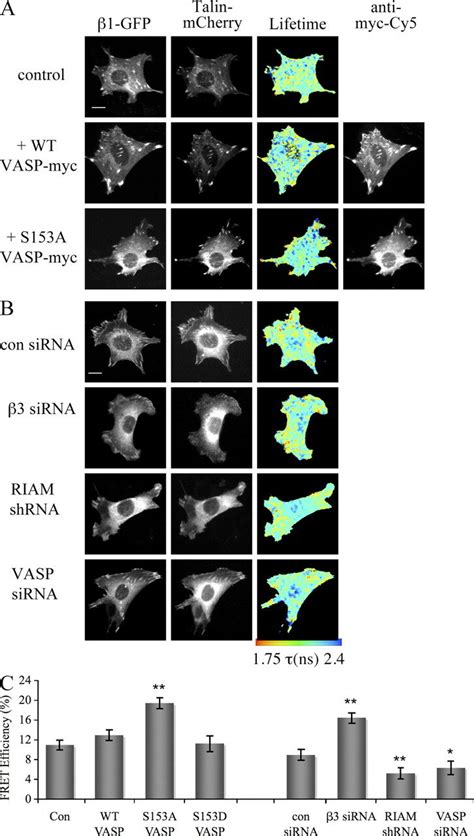 Vasp Regulates The Interaction Between β1 And Talin A Example Flim