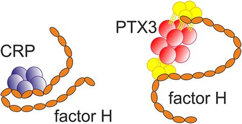 Frontiers Regulation Of The Complement System By Pentraxins