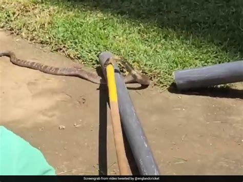 Snake Invades England Cricket Teams Practice Session Watch Cricket News