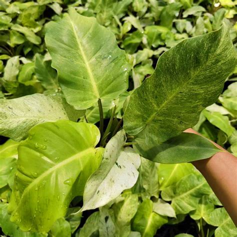 Philodendron Snowdrift Elves Garden