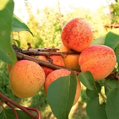 Купить саженцы Абрикос Монастырский в питомнике. Описание сорта ...