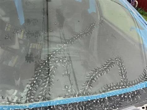 I Discovered Some Strange Marks On My Car And I Was Surprised To Learn