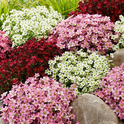 Саксифрага многогодишна висяща или почвопокривна - Saxifraga arendsii ...