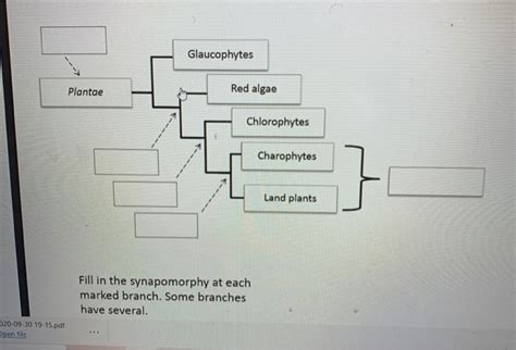 Solved Glaucophytes Plantae Red Algae Chlorophytes