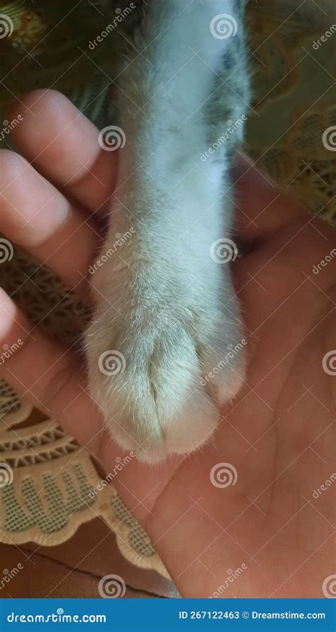 Whitecat Cathand Beuty Metacarpus Stock Image Image Of Interaction