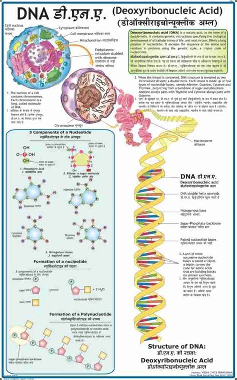 Dna Vs Rna Chart