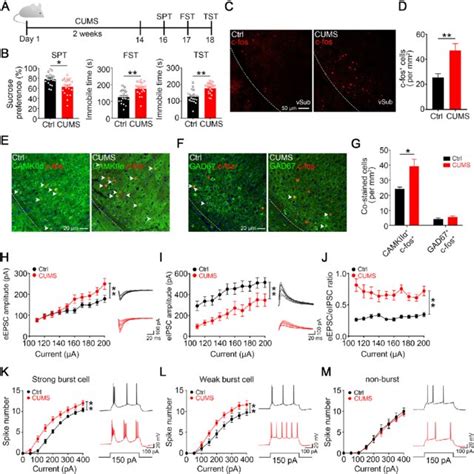 Cums Induces Depression Like Behaviors With Glutamatergic Download