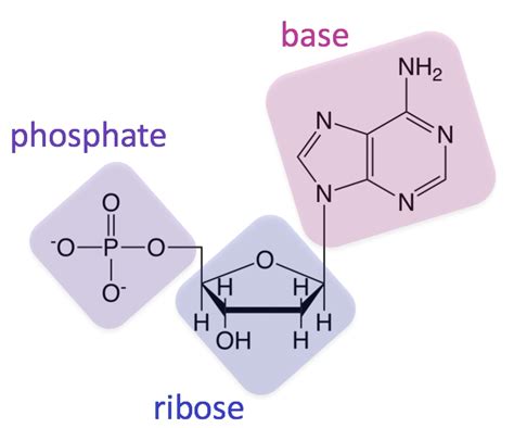 Nucleic Acid Diagram Structure